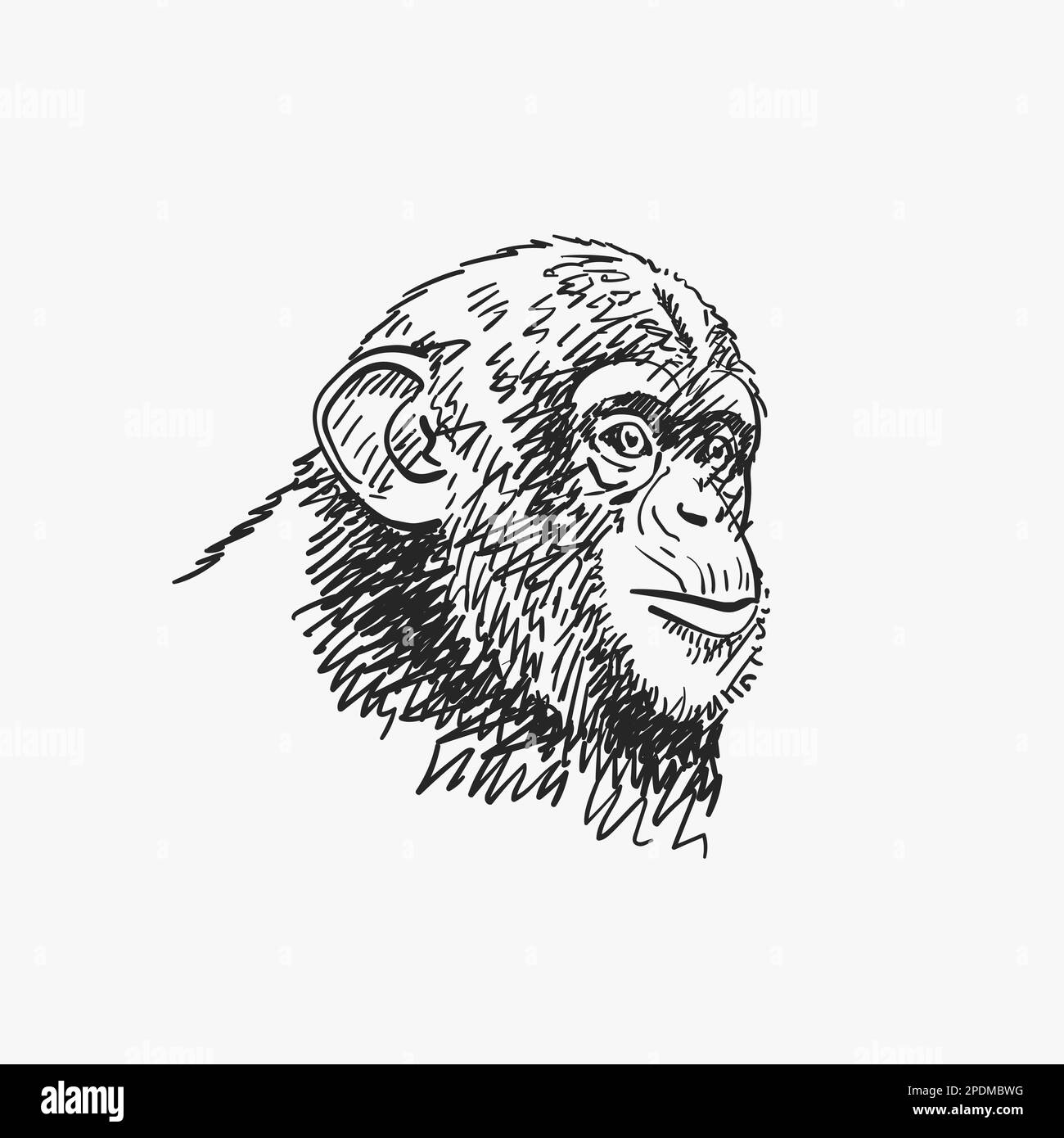 Young chimpanzee portrait, isolated vector sketch, Hand drawn ...