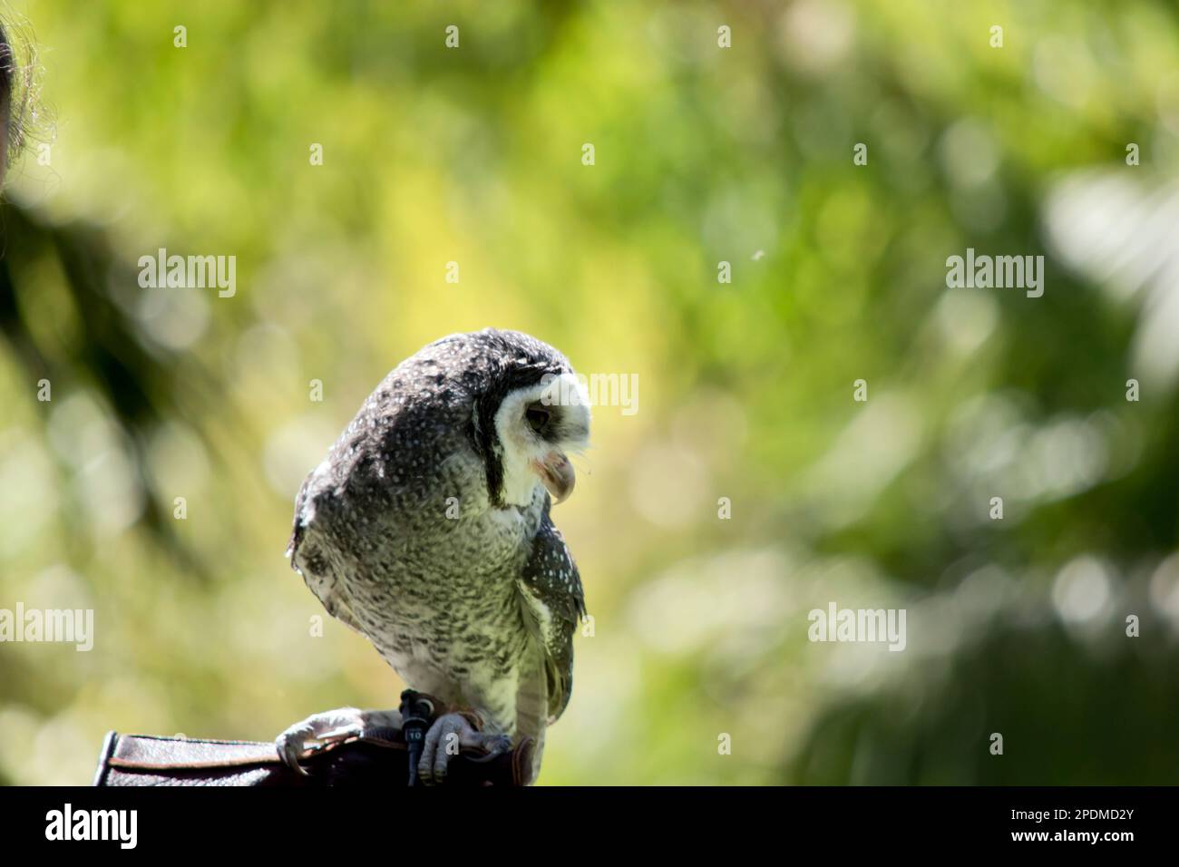 Lesser Sooty Owl Drawings