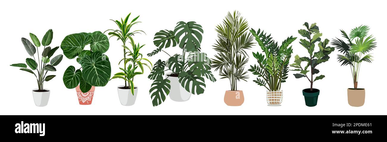 Indoor plants vector illustrations set on white Stock Vector Image ...