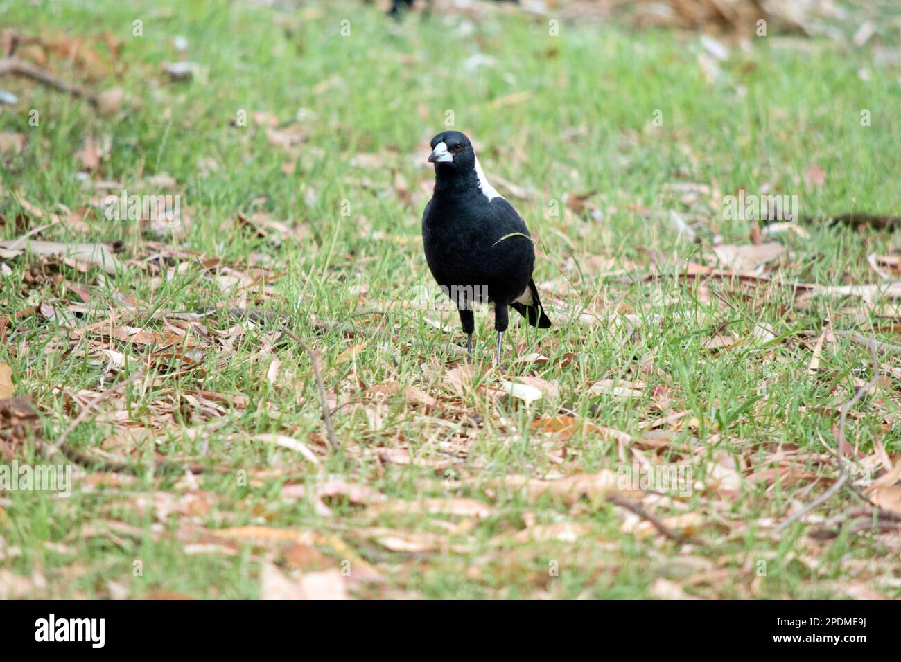 Magpie beak hi-res stock photography and images - Alamy