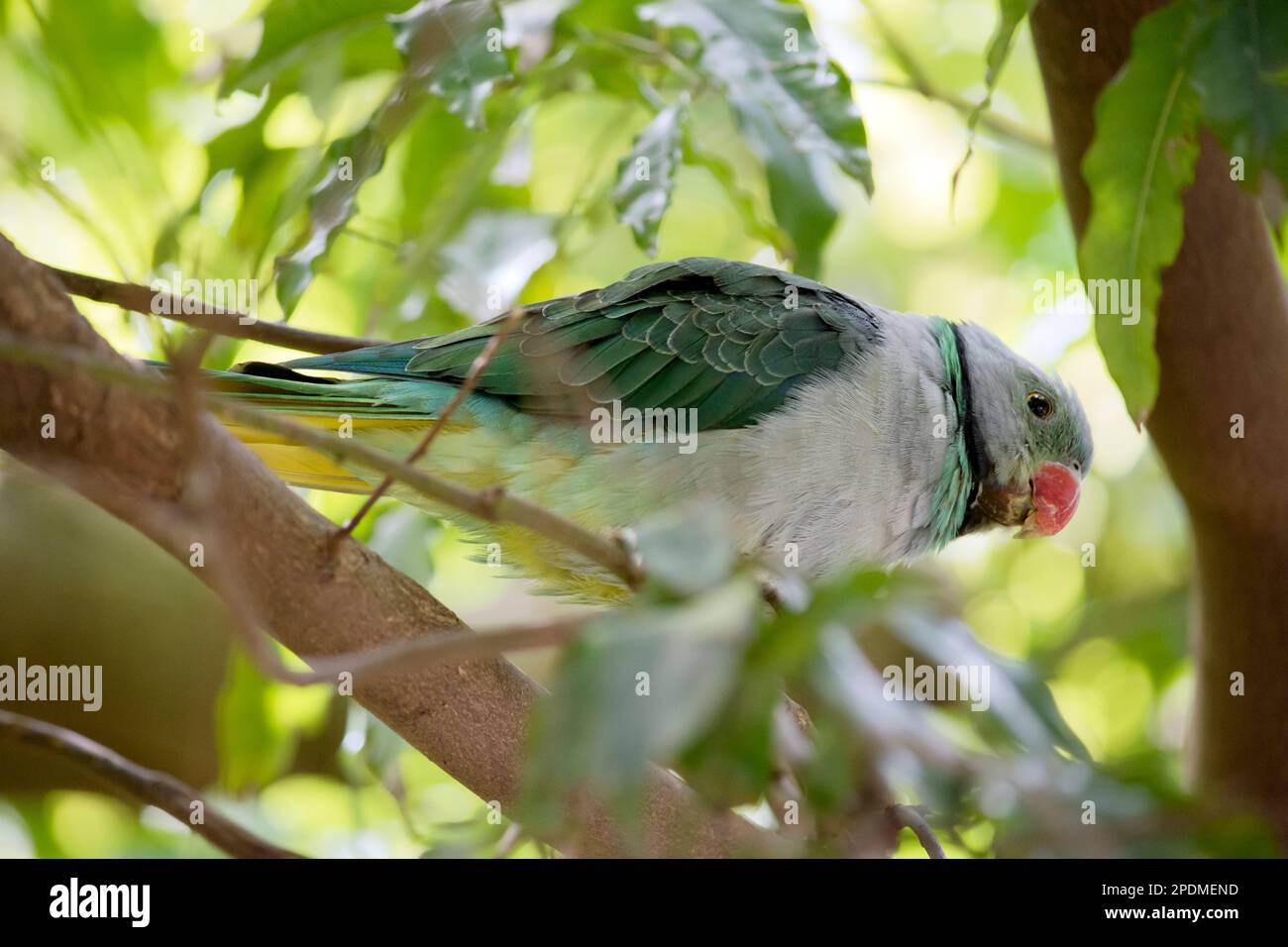 the malabar parakeet or blue winged parrokeet is pale blue with a red ...