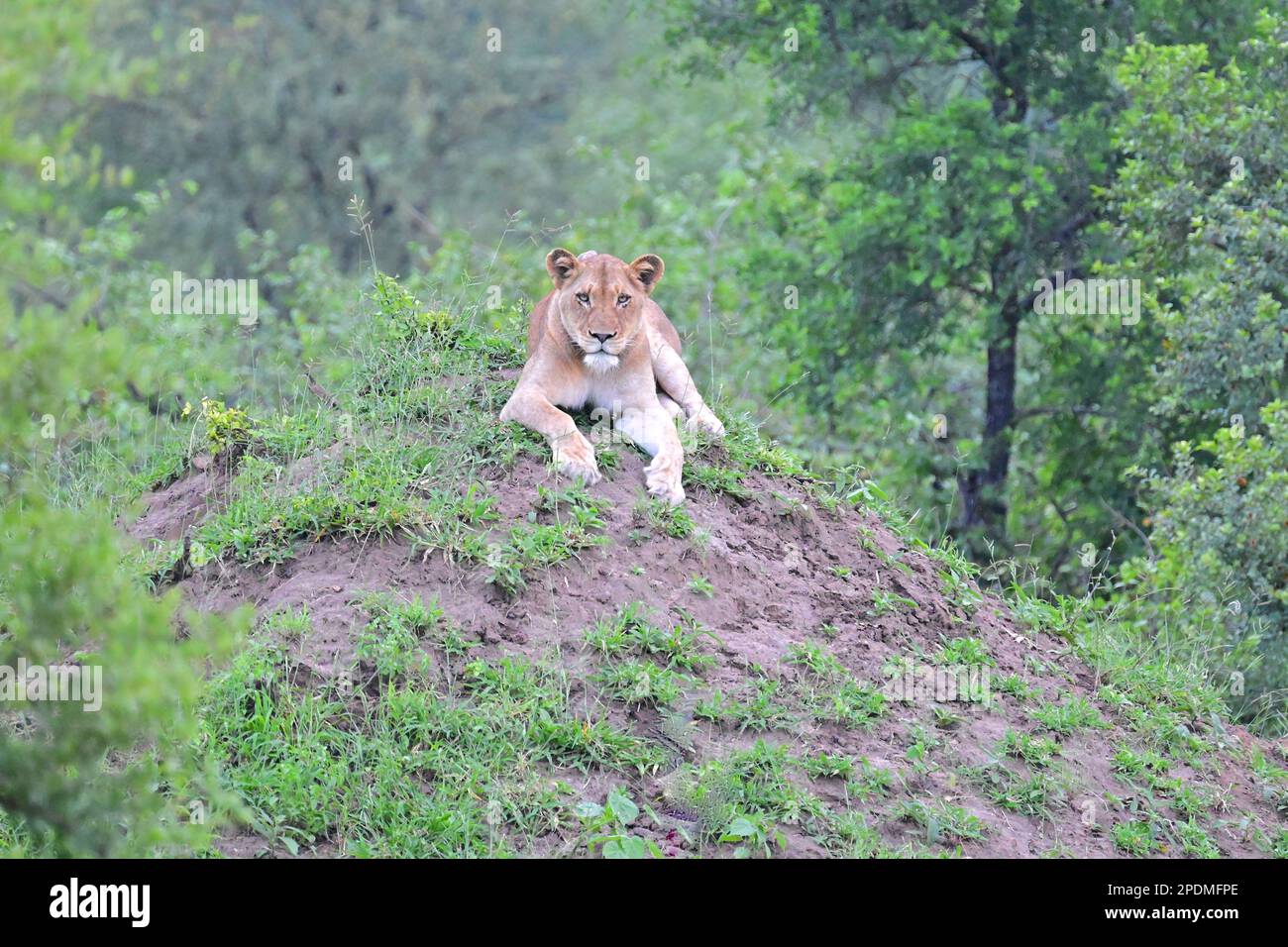 Kruger national park, South Africa Stock Photo - Alamy