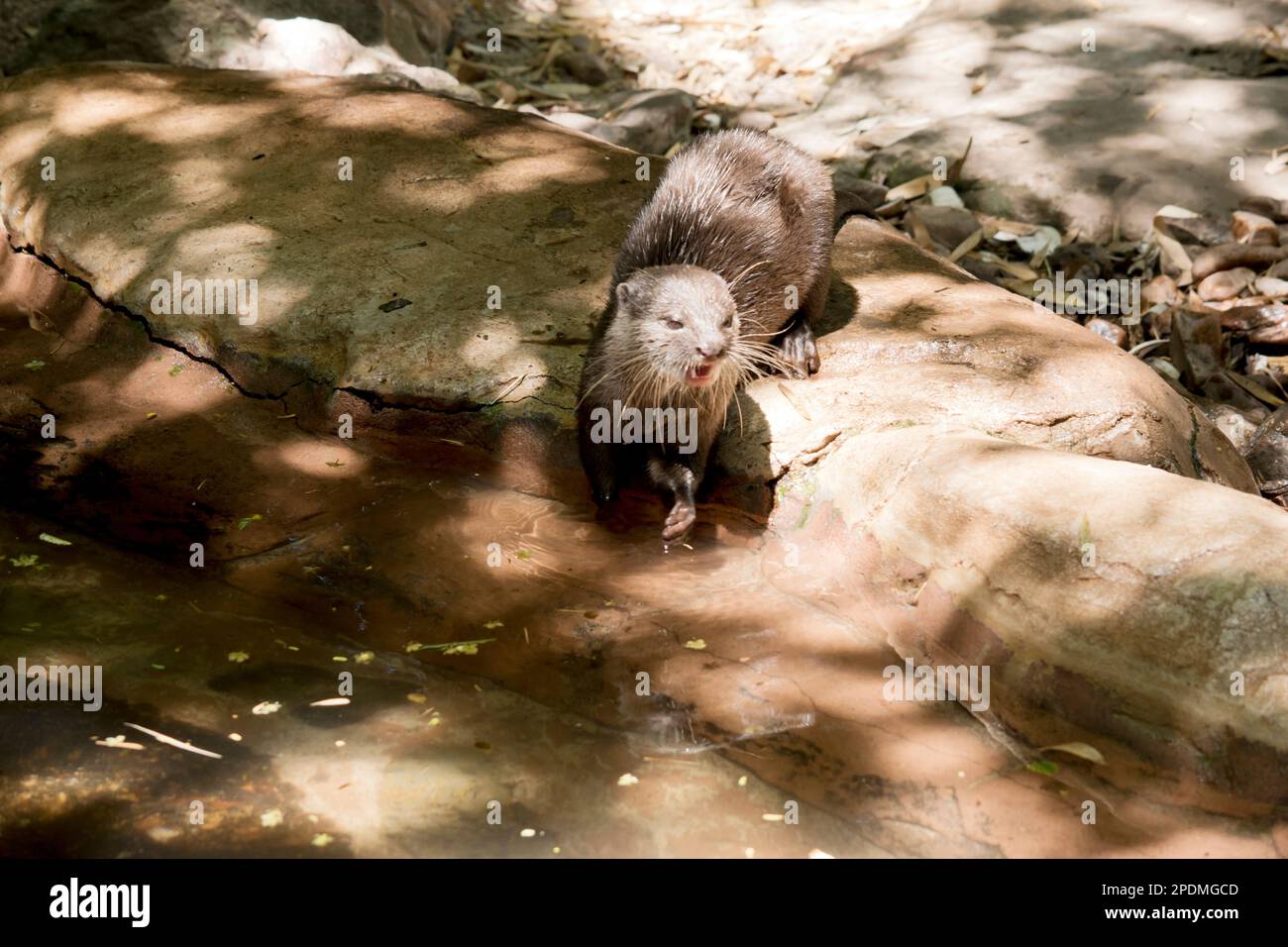 These otters have dark brown fur above and lighter fur below, often ...