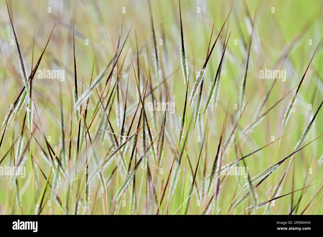 Lush grass seeds, Kruger national park, South Africa Stock Photo - Alamy