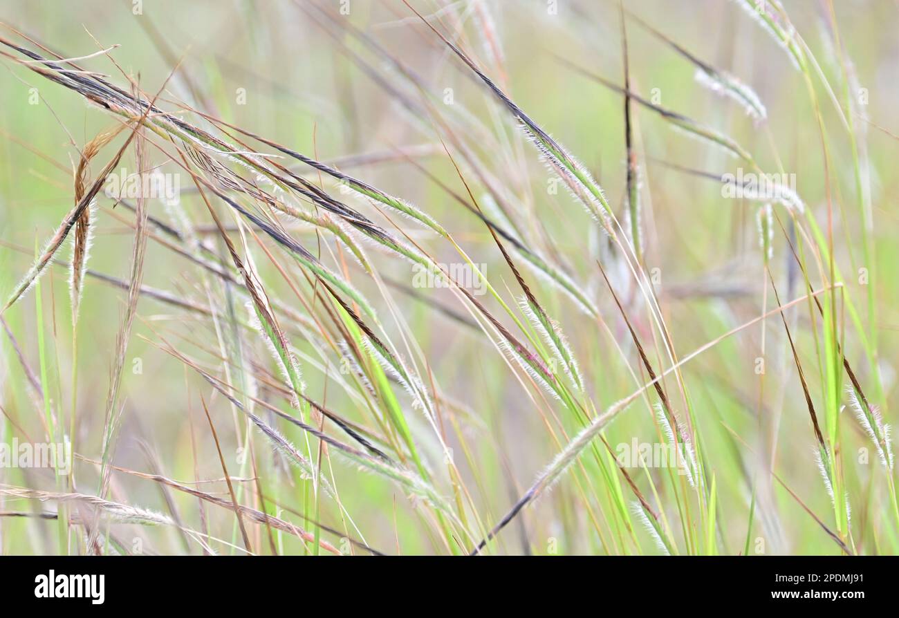 Lush grass seeds, Kruger national park, South Africa Stock Photo - Alamy