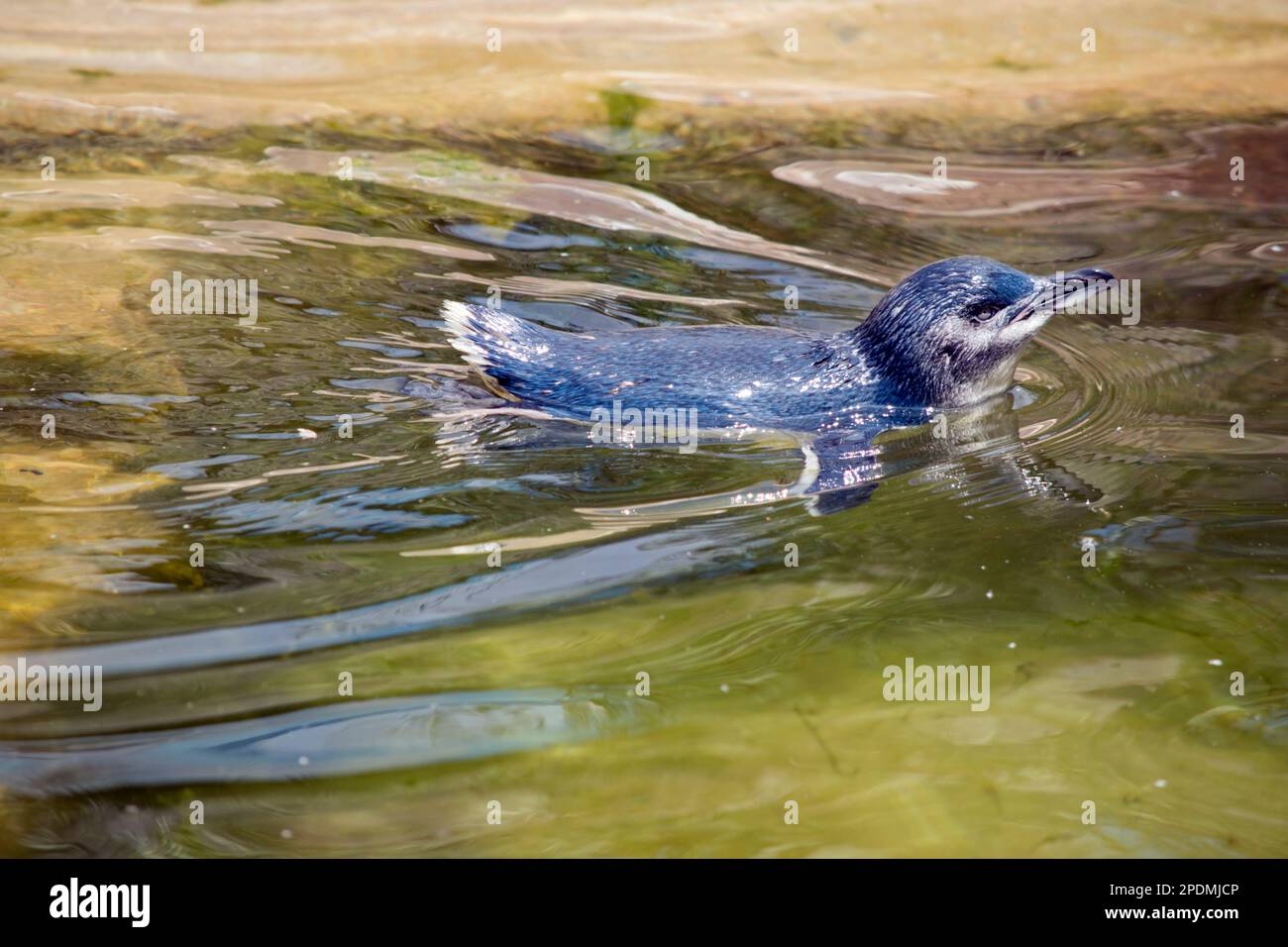 the fairy or blue penguin is black and white and can not fly Stock ...