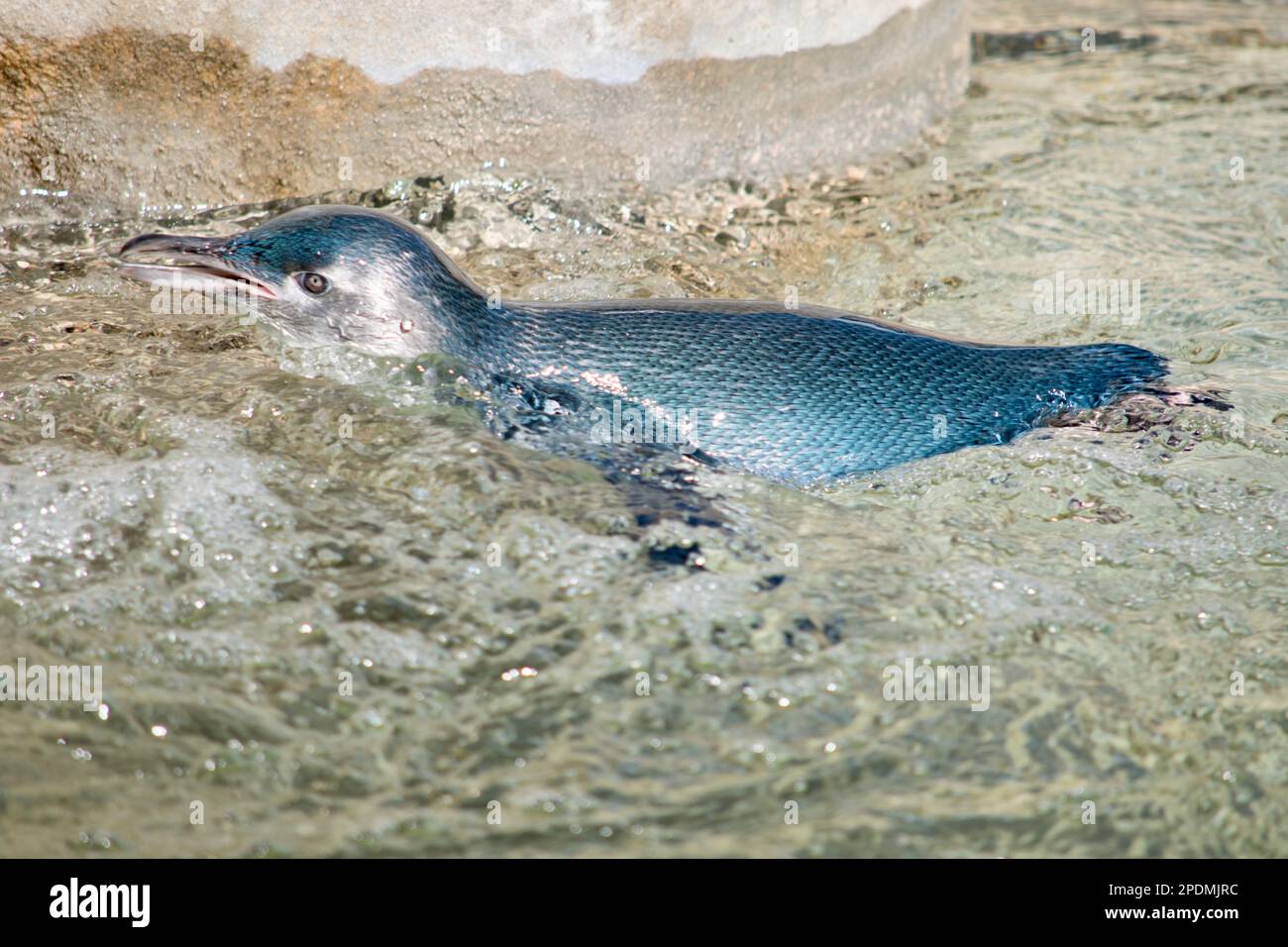 the fairy penguin is a black and white sea bird that cannot fly Stock ...