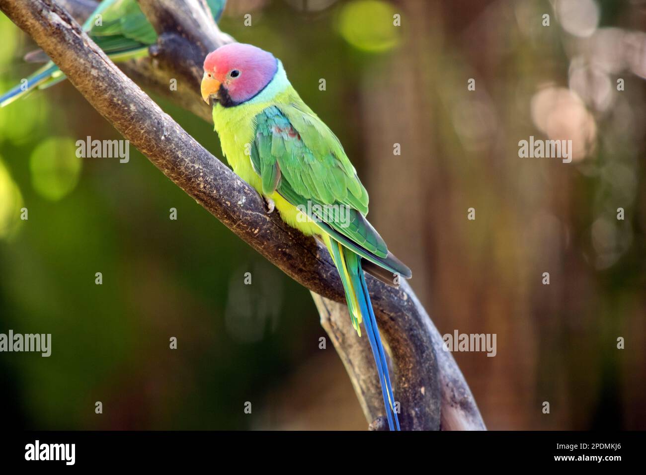 the plum headed parakeet has a green body and wings with a plum colored ...