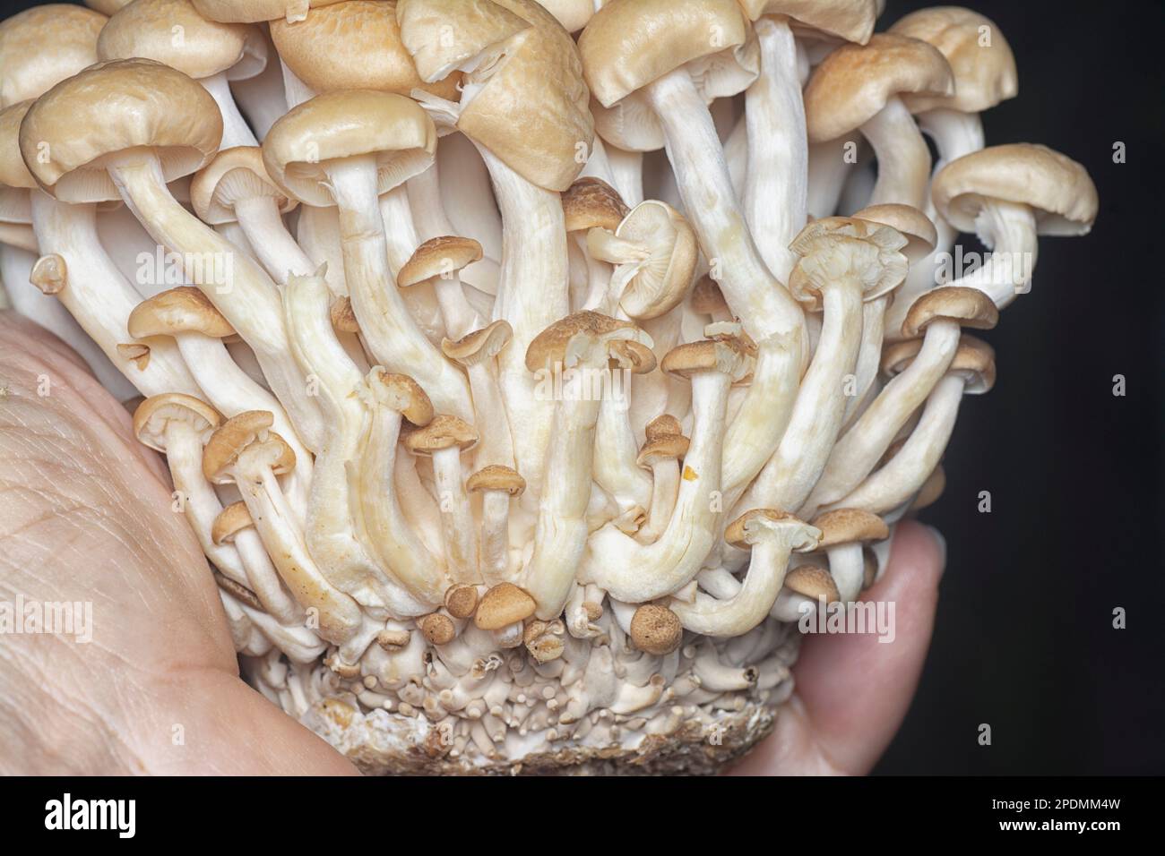 close shot of the cluster clamshell mushrooms Stock Photo - Alamy
