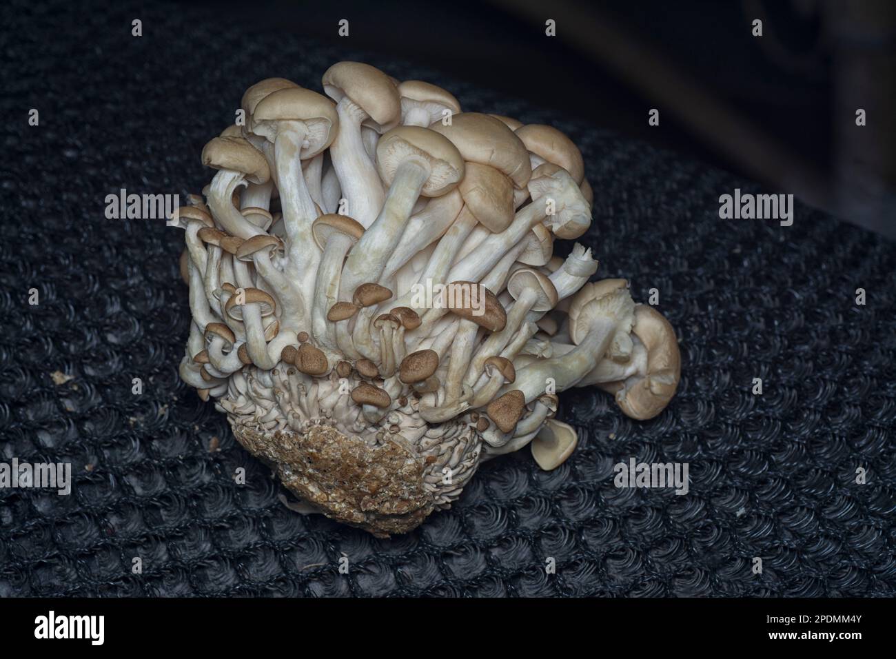 close shot of the cluster clamshell mushrooms Stock Photo - Alamy