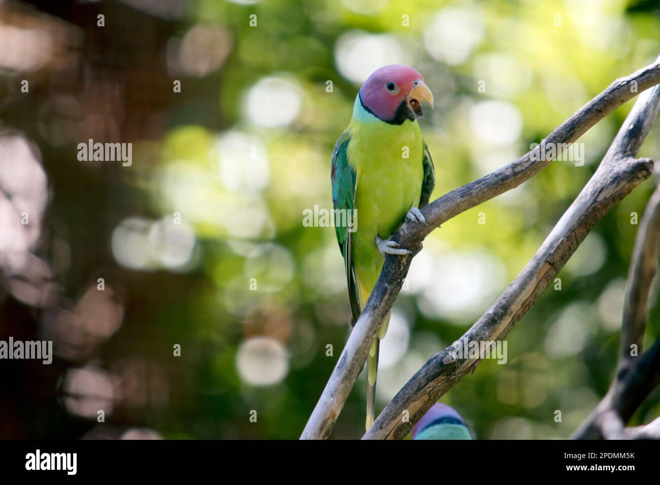 the plum headed parakeet has a green body and wings with a plum colored ...