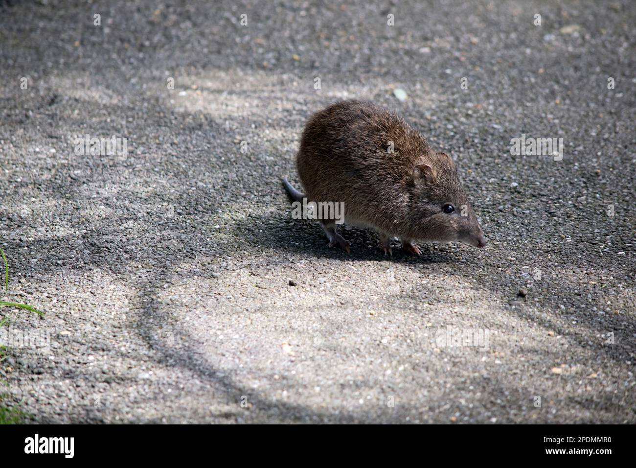 the long nosed potoroo is running Stock Photo - Alamy