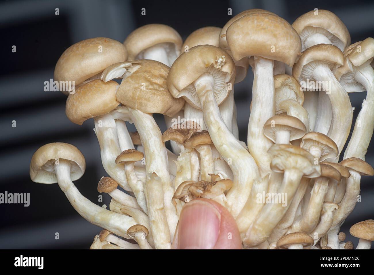 Brown clamshell mushroom hi-res stock photography and images - Alamy