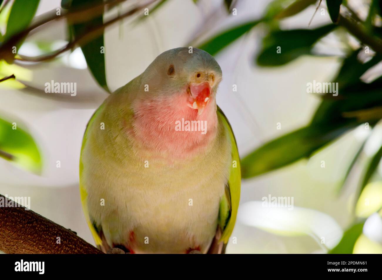 the princess parrot has plumage that is mostly green with a pink throat ...