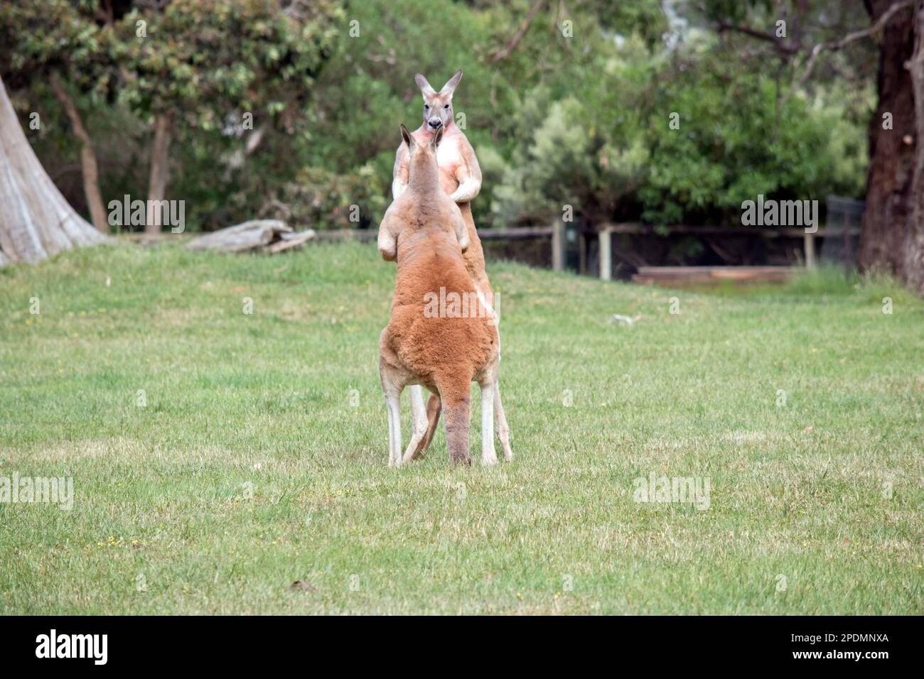 the two male kangaroos are fighting over who will end up mating with ...