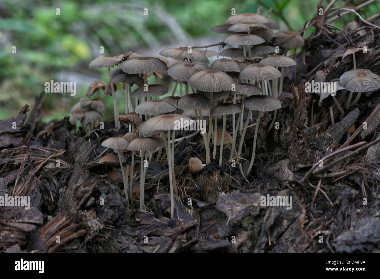 psathyrellaceae mushrooms sprouting out from the decaying trunk Stock ...