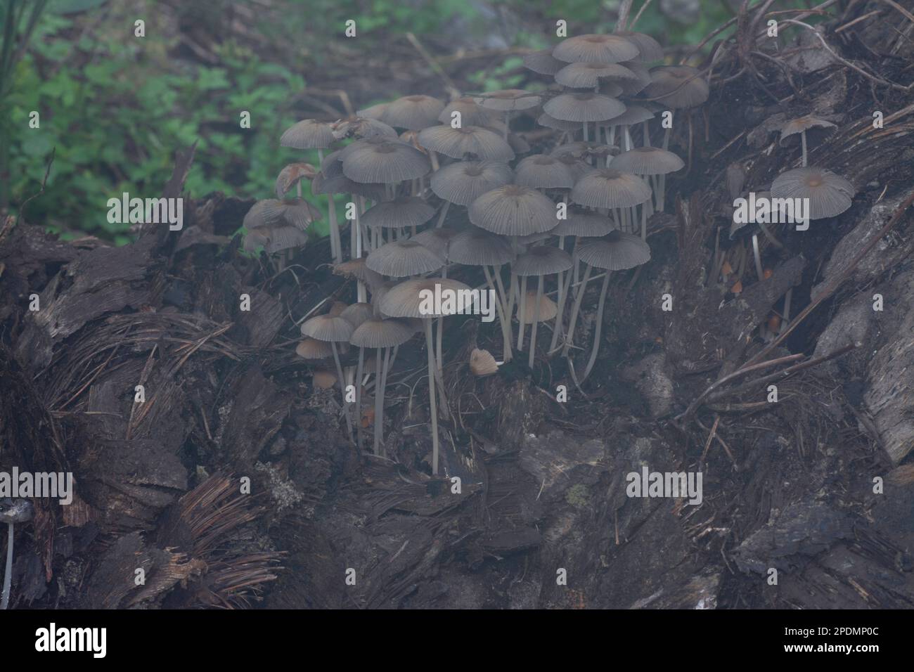 psathyrellaceae mushrooms sprouting out from the decaying trunk Stock ...
