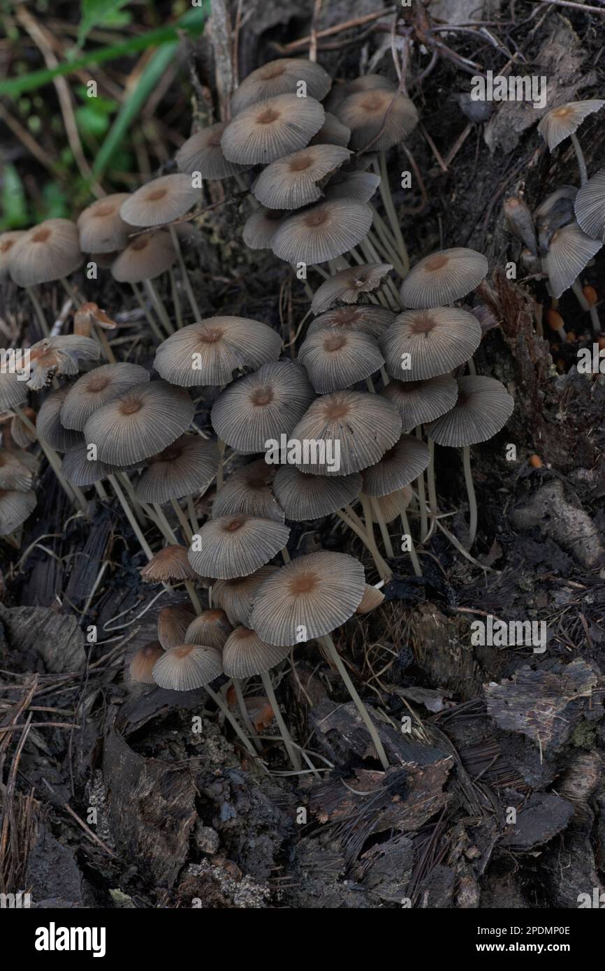 psathyrellaceae mushrooms sprouting out from the decaying trunk Stock ...
