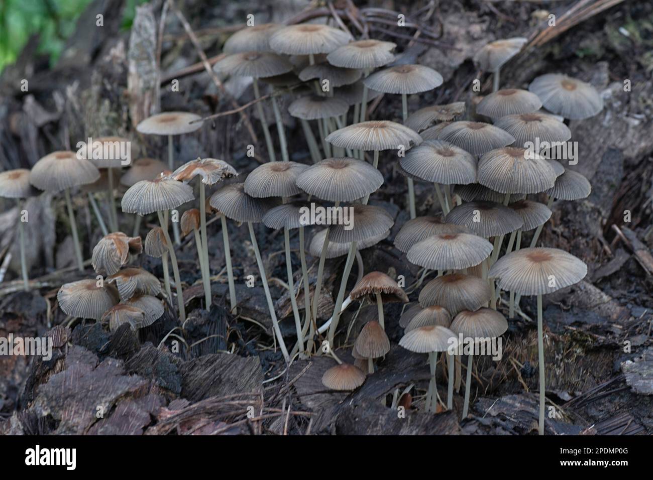psathyrellaceae mushrooms sprouting out from the decaying trunk Stock ...