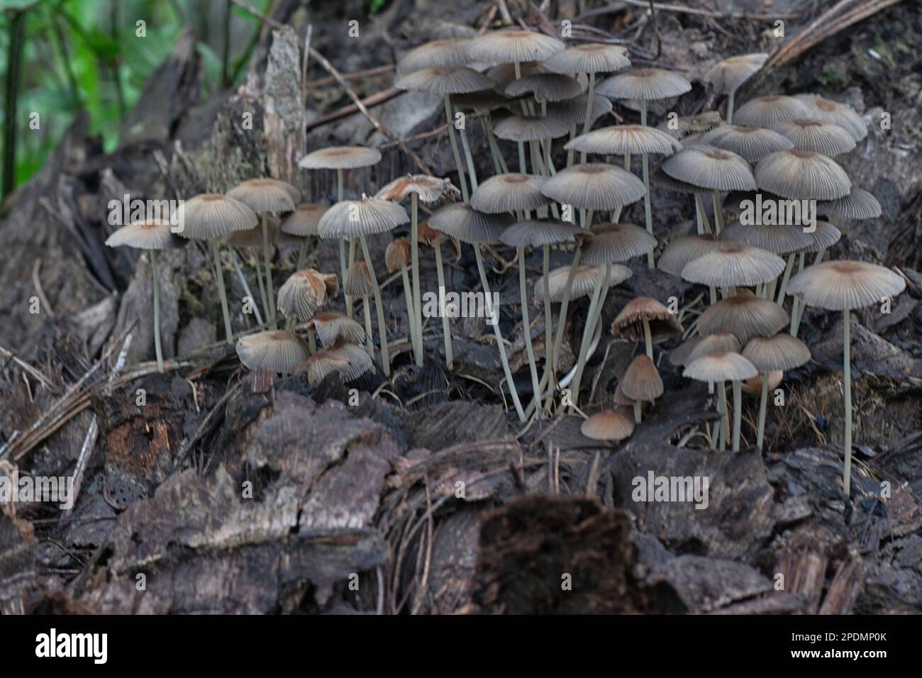 psathyrellaceae mushrooms sprouting out from the decaying trunk Stock ...