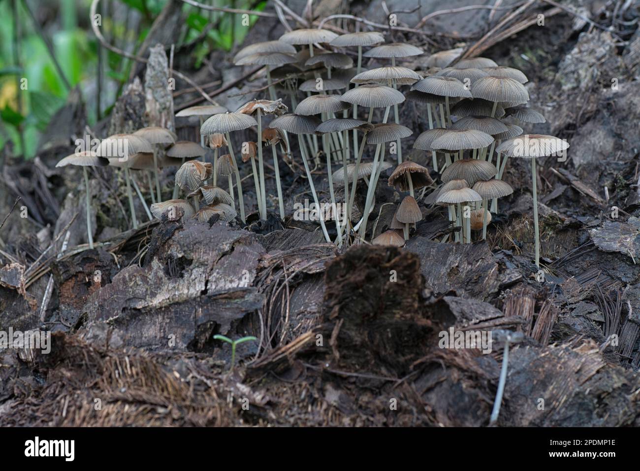 psathyrellaceae mushrooms sprouting out from the decaying trunk Stock ...
