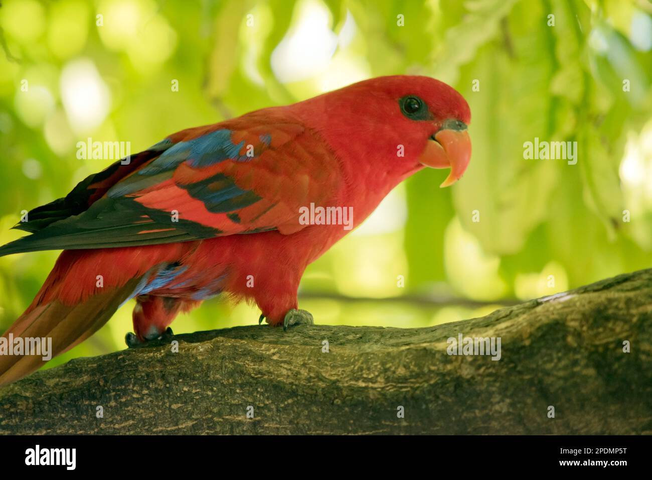 the red lory has a red body orange bill and blue and black on its wings ...