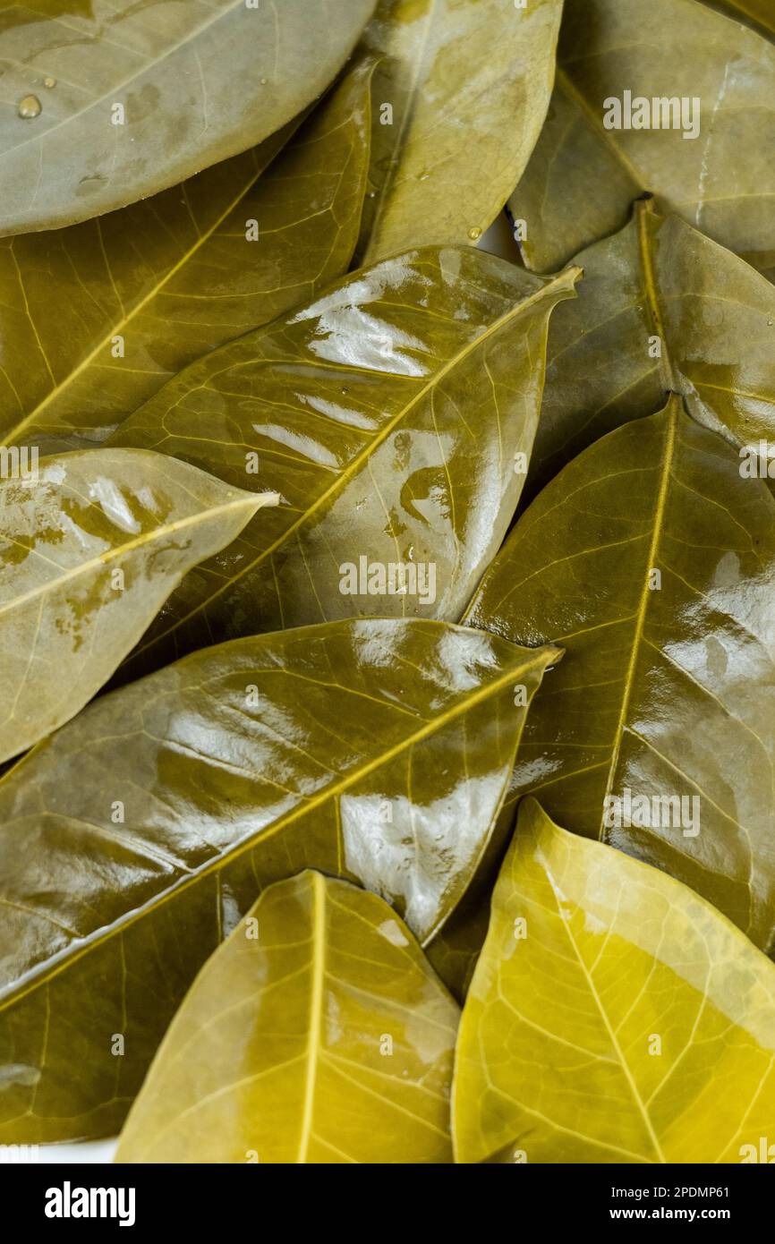 Full frame shot of bay leaves after being boiled in the hot water Stock ...