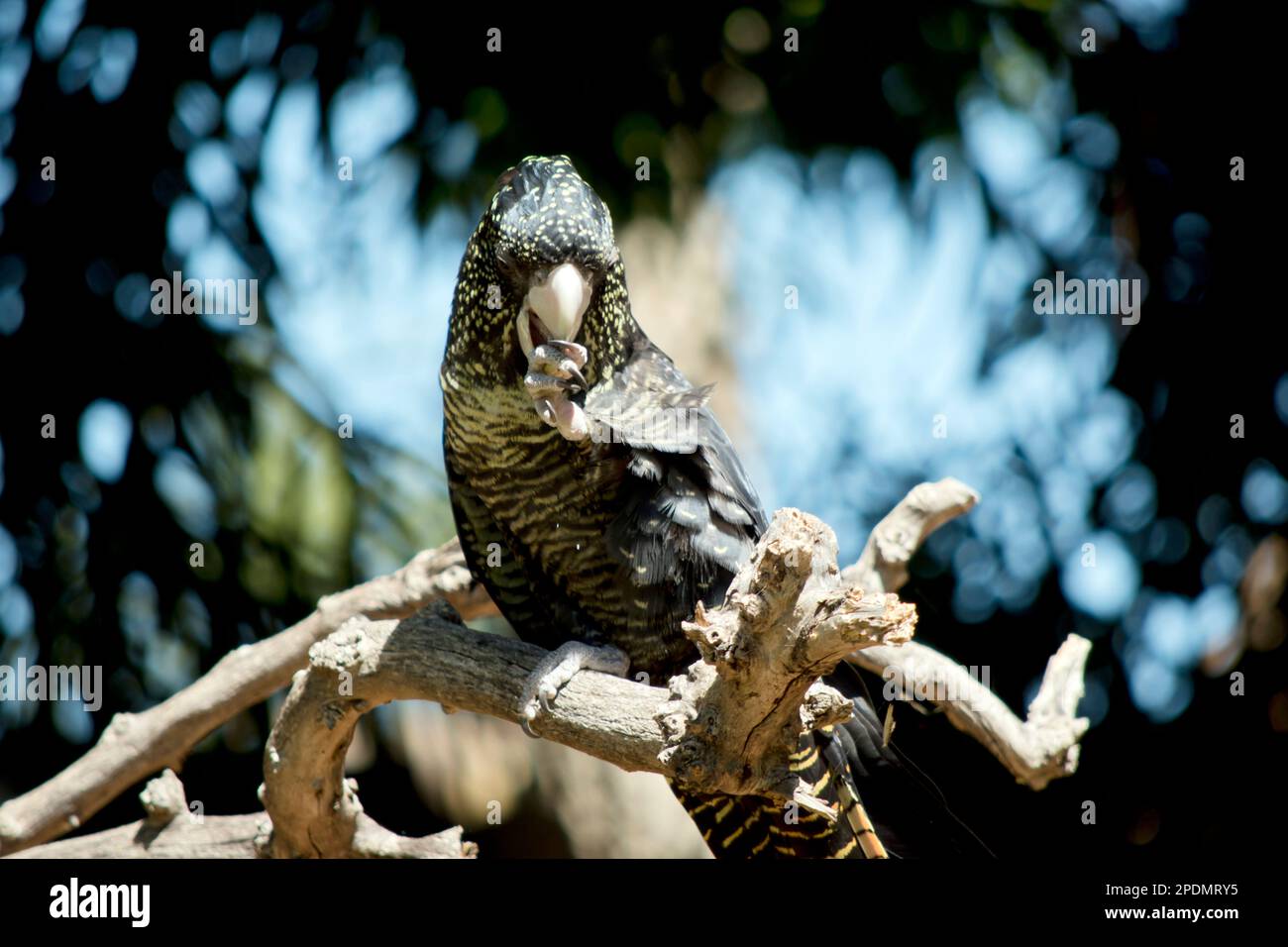 The female red tailed black cockatoo is generally duller plumage and ...