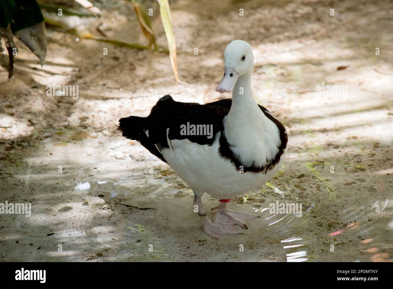 the radjah shelduck has a white head and body with brown wings and a ...