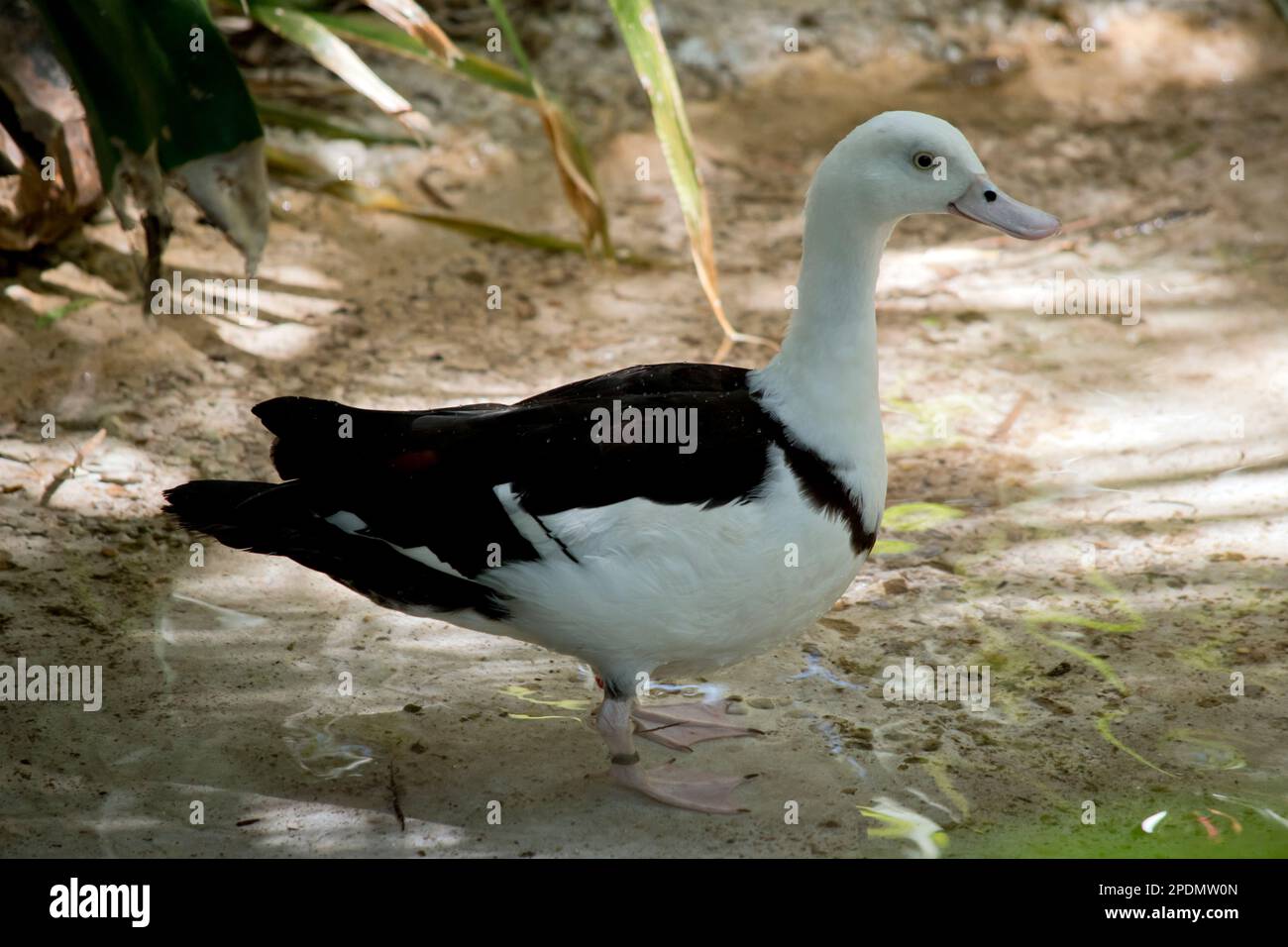 the radjah shelduck has a white head and body with brown wings and a ...