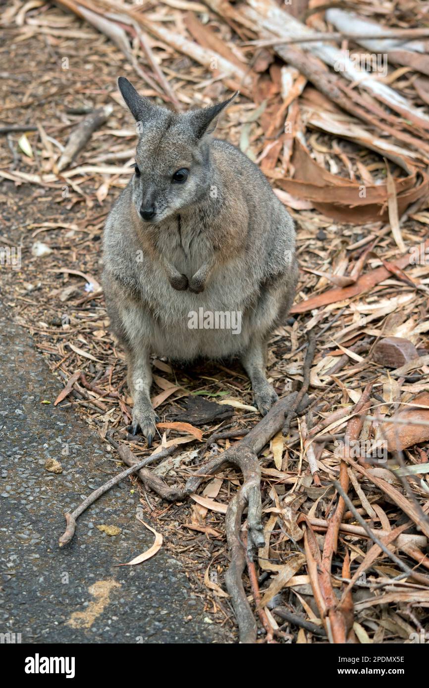the tammar wallaby has dark greyish upperparts with a paler underside ...