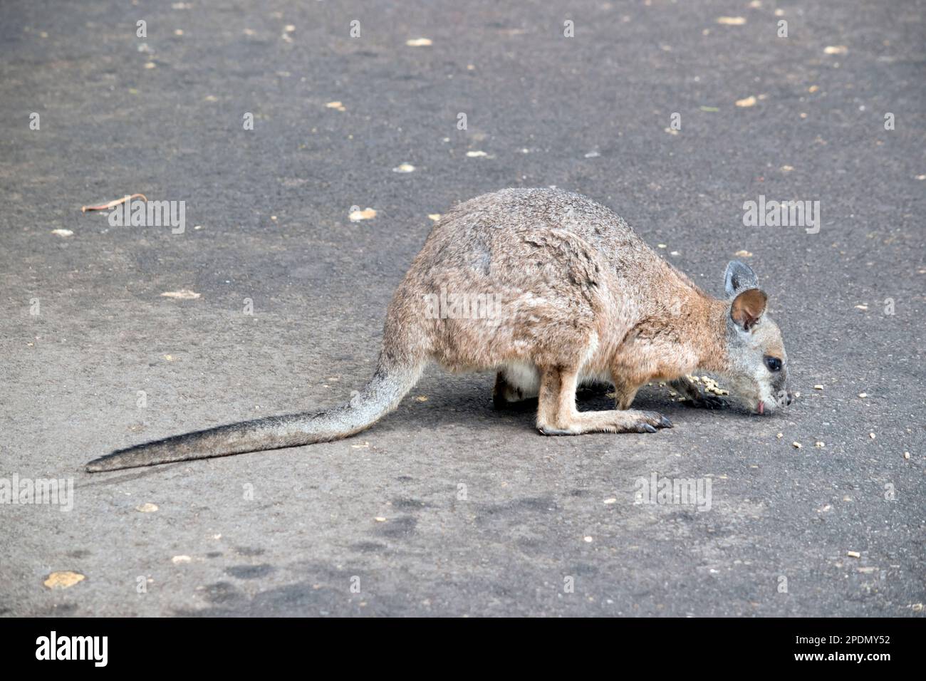 the tammar wallaby has dark greyish upperparts with a paler underside ...