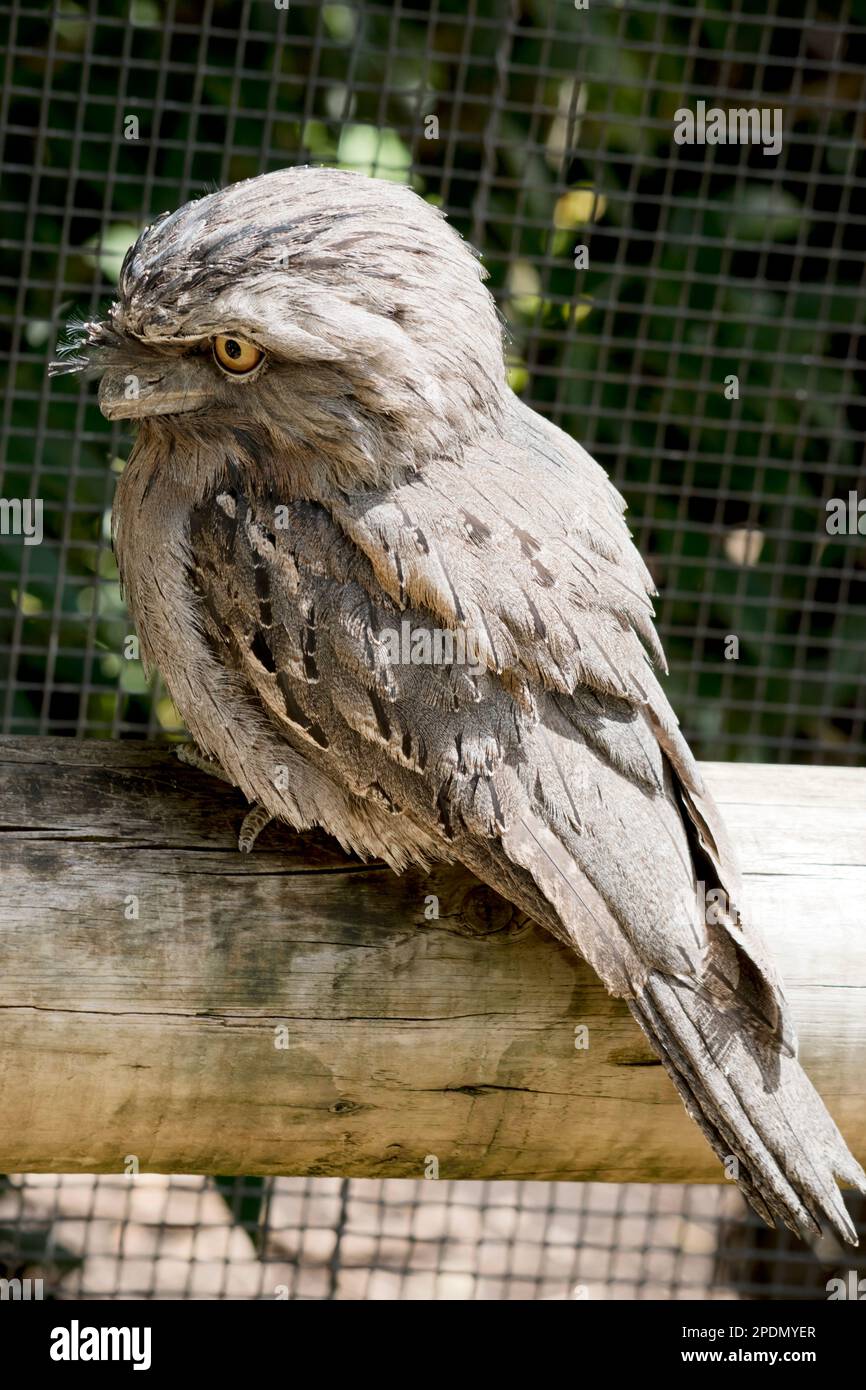 the tawny frogmouth has a mottled grey plumage, white, black and rufous ...