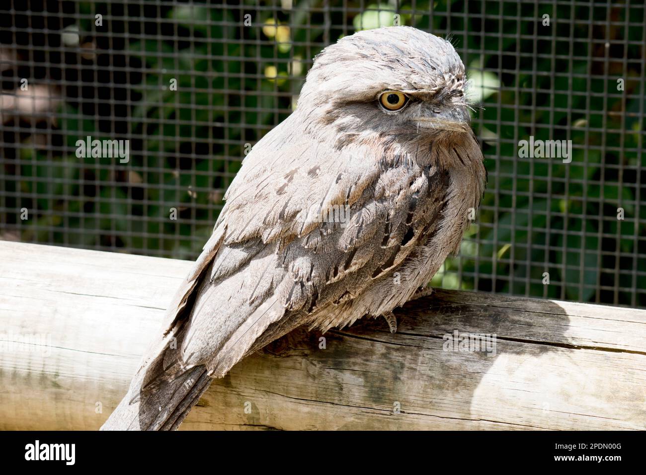 the tawny frogmouth has a mottled grey plumage, white, black and rufous ...