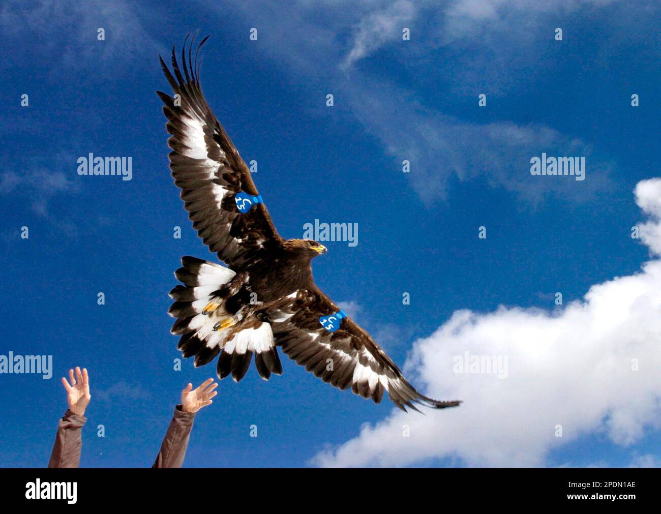 ** ADVANCE FOR THE WEEKEND, OCT. 22-23 ** A young golden eagle is ...