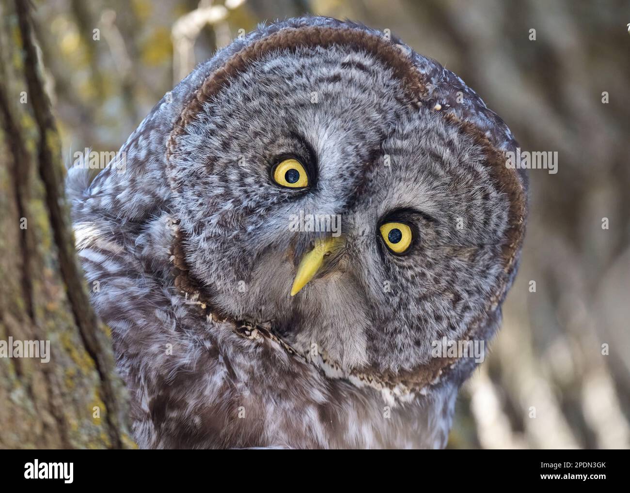 A portrait of a great grey owl perched atop a tree branch Stock Photo ...
