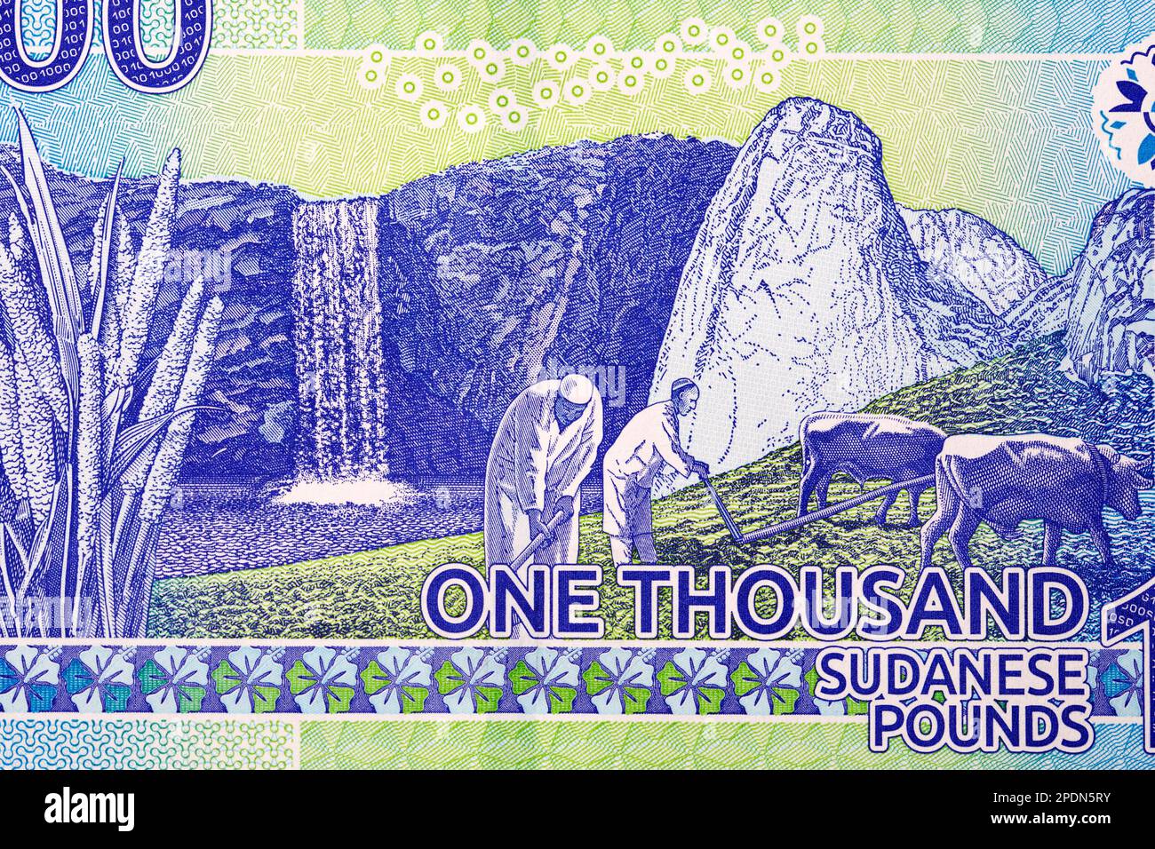 Two farmers ploughing a field with cattle from money Sudanese money ...