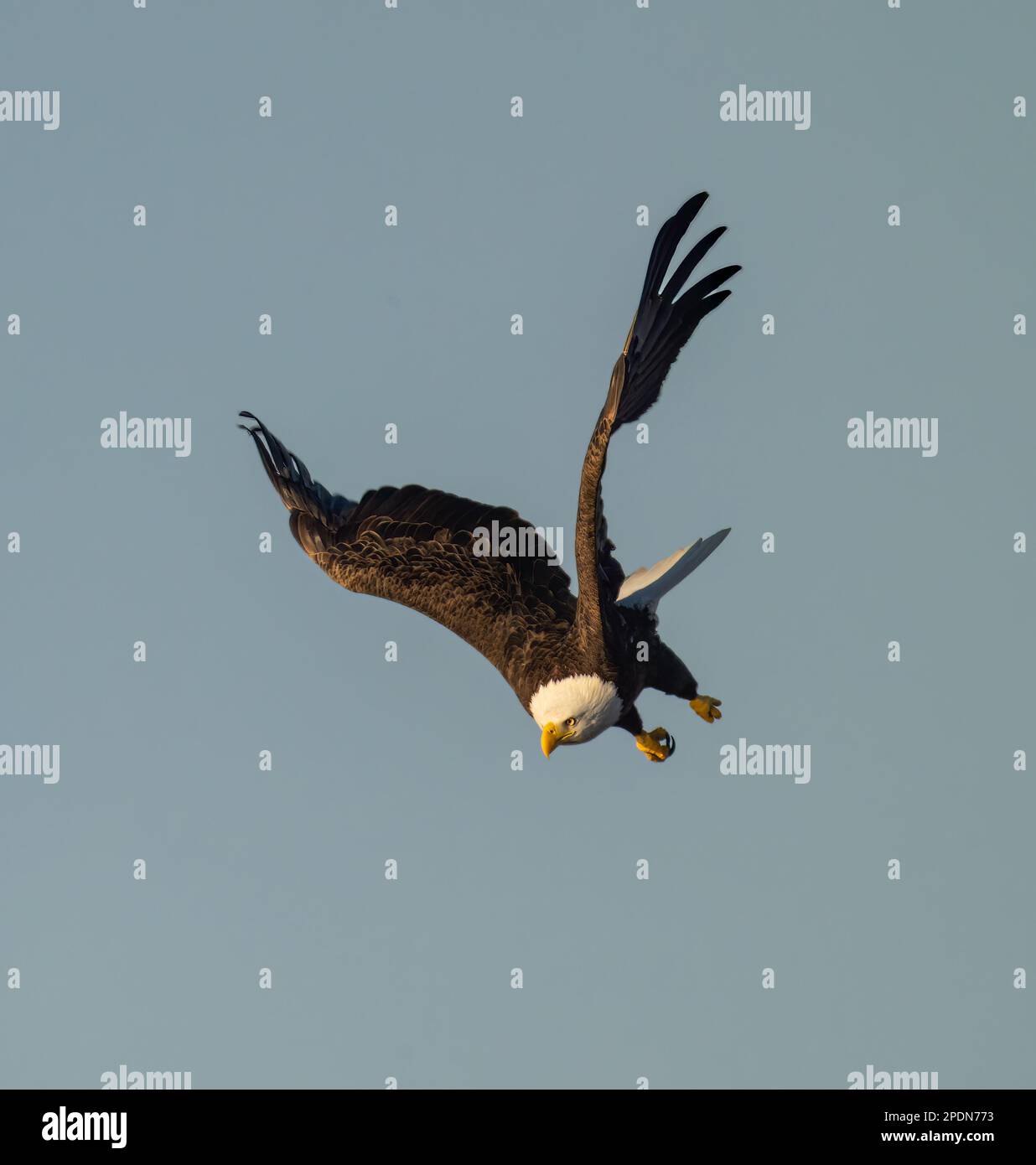 A majestic bald eagle soaring through the blue sky Stock Photo - Alamy