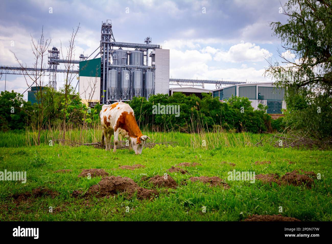 Bloodstock cow is eating, grazing grass on pasture, meadow in front of ...