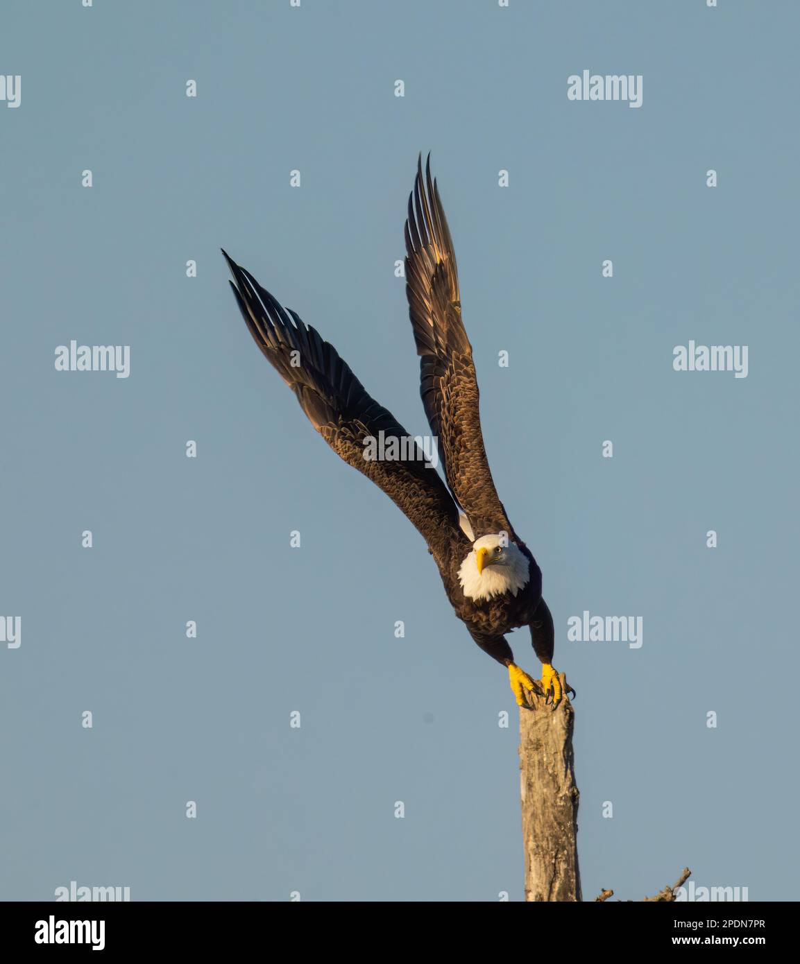 A majestic bald eagle gracefully landing on the top of a tree stump ...