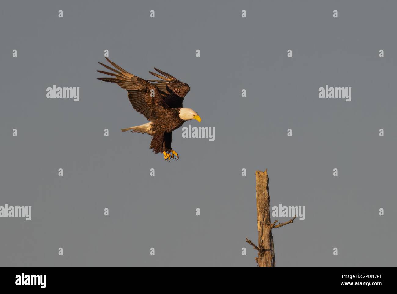 A majestic bald eagle gracefully descends onto a sturdy tree branch ...