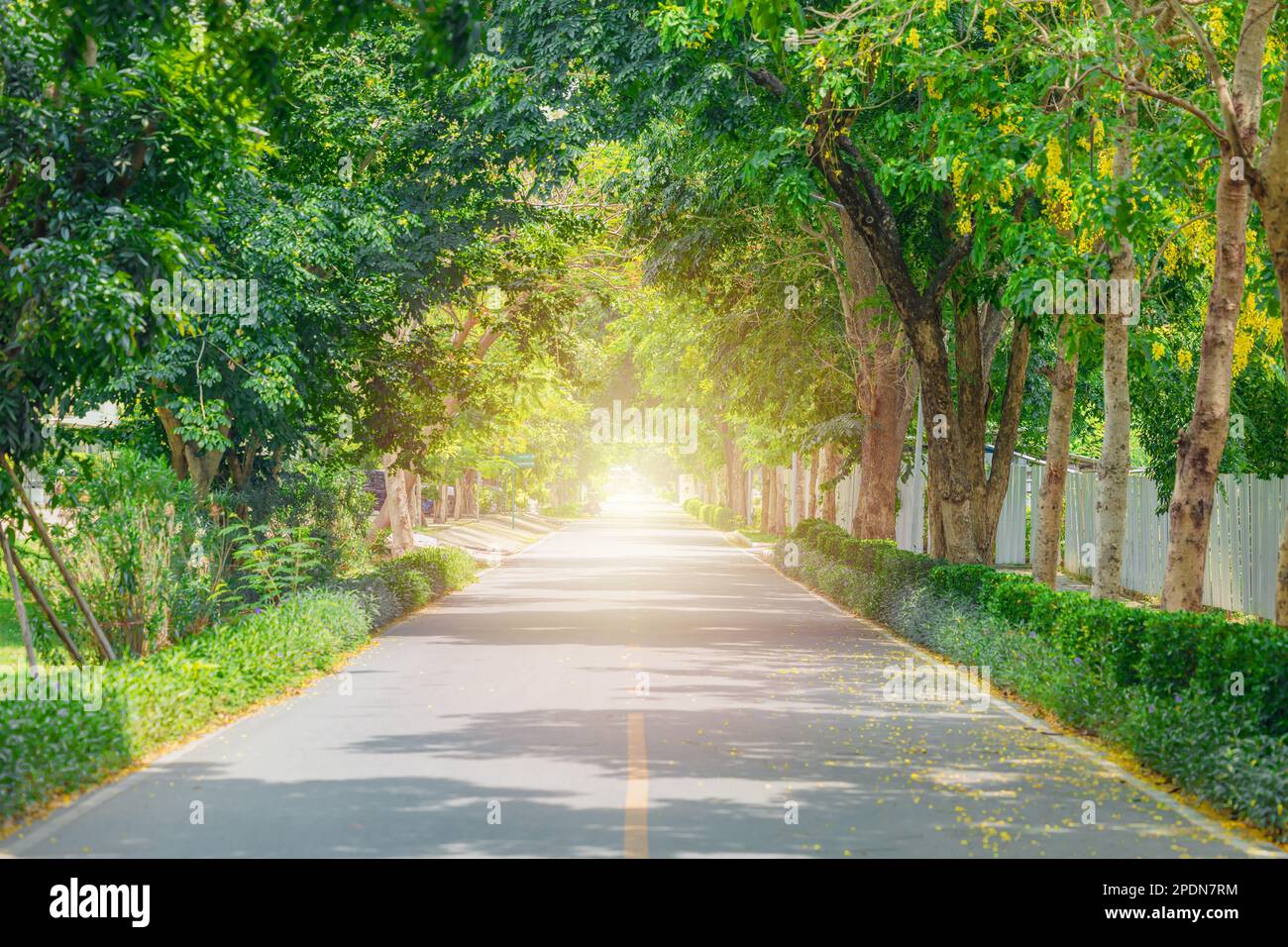 green road in modern city tree plant around the street for absorb ...