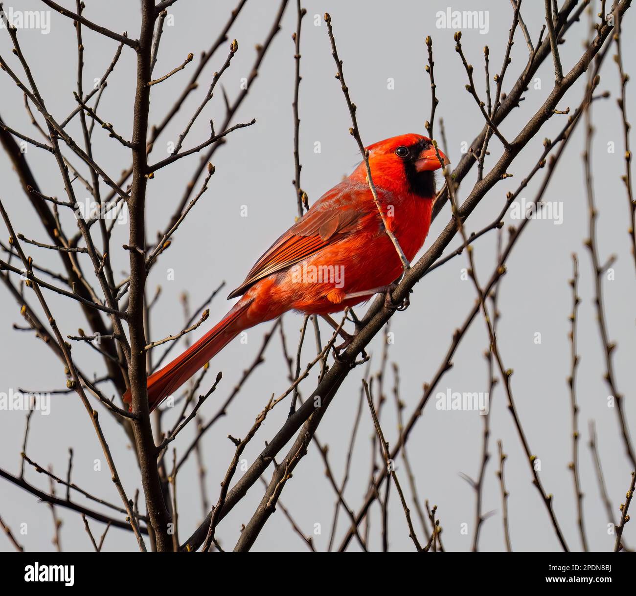 A vibrant red Northern cardinal bird perched atop a tree branch Stock ...