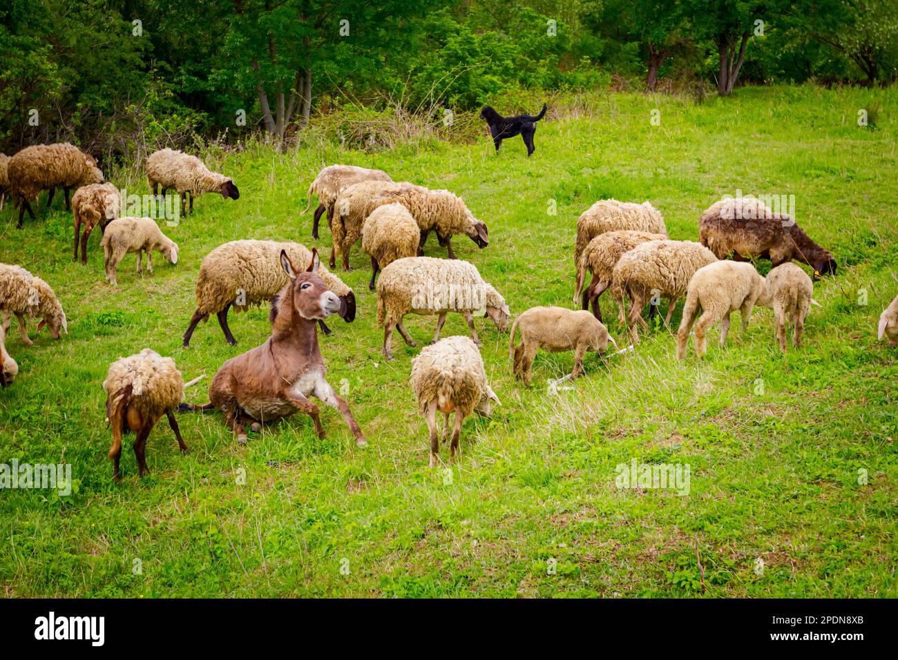 Herd sheep are eating, grazing grass on pasture, meadow with one ...