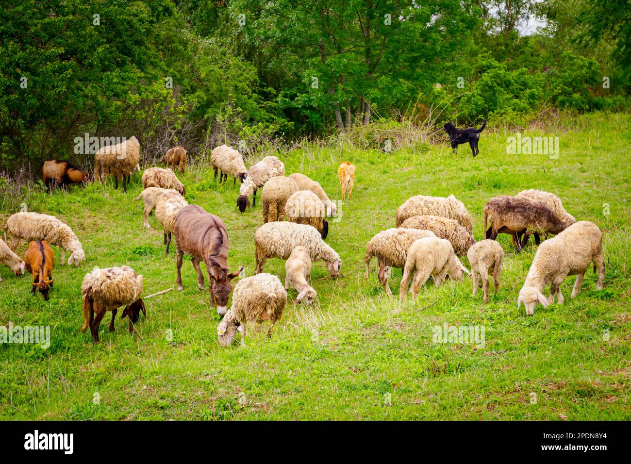Mixed herd of sheep and goats are eating, grazing grass on pasture ...
