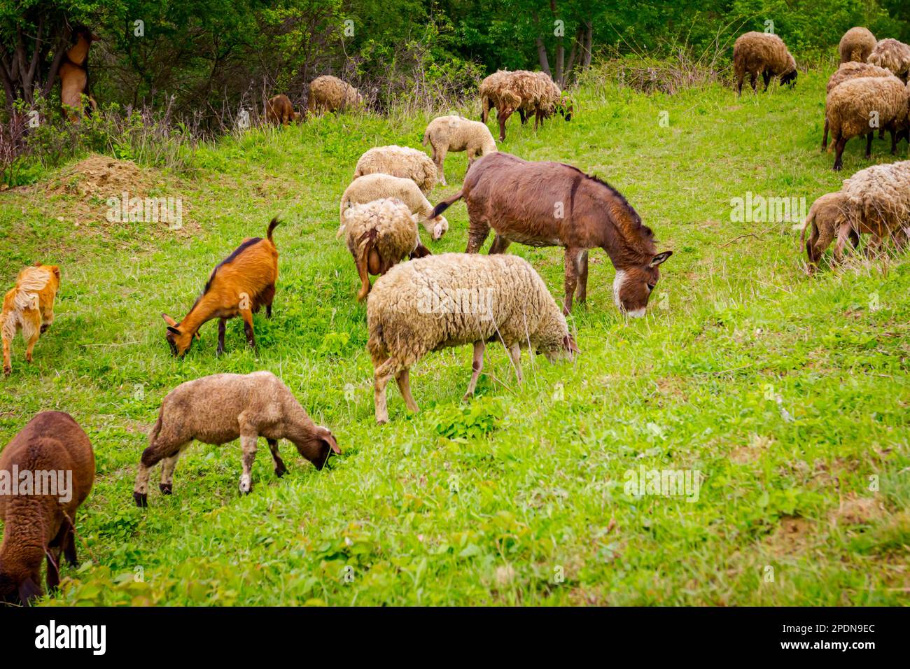 Mixed herd of sheep and goats are eating, grazing grass on pasture ...