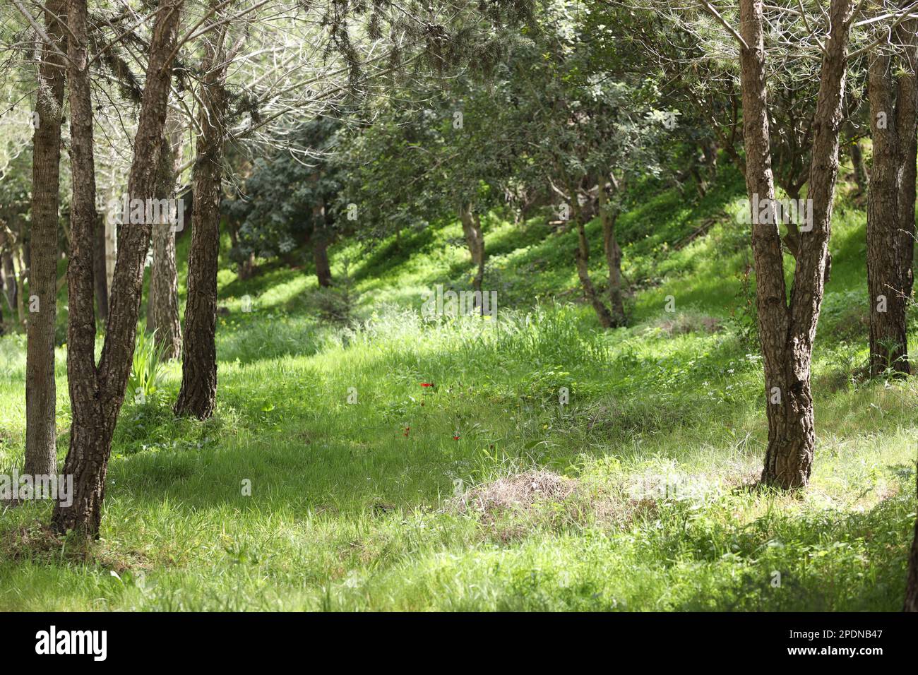 Our beautiful Land of Israel in the spring in the north of the country ...