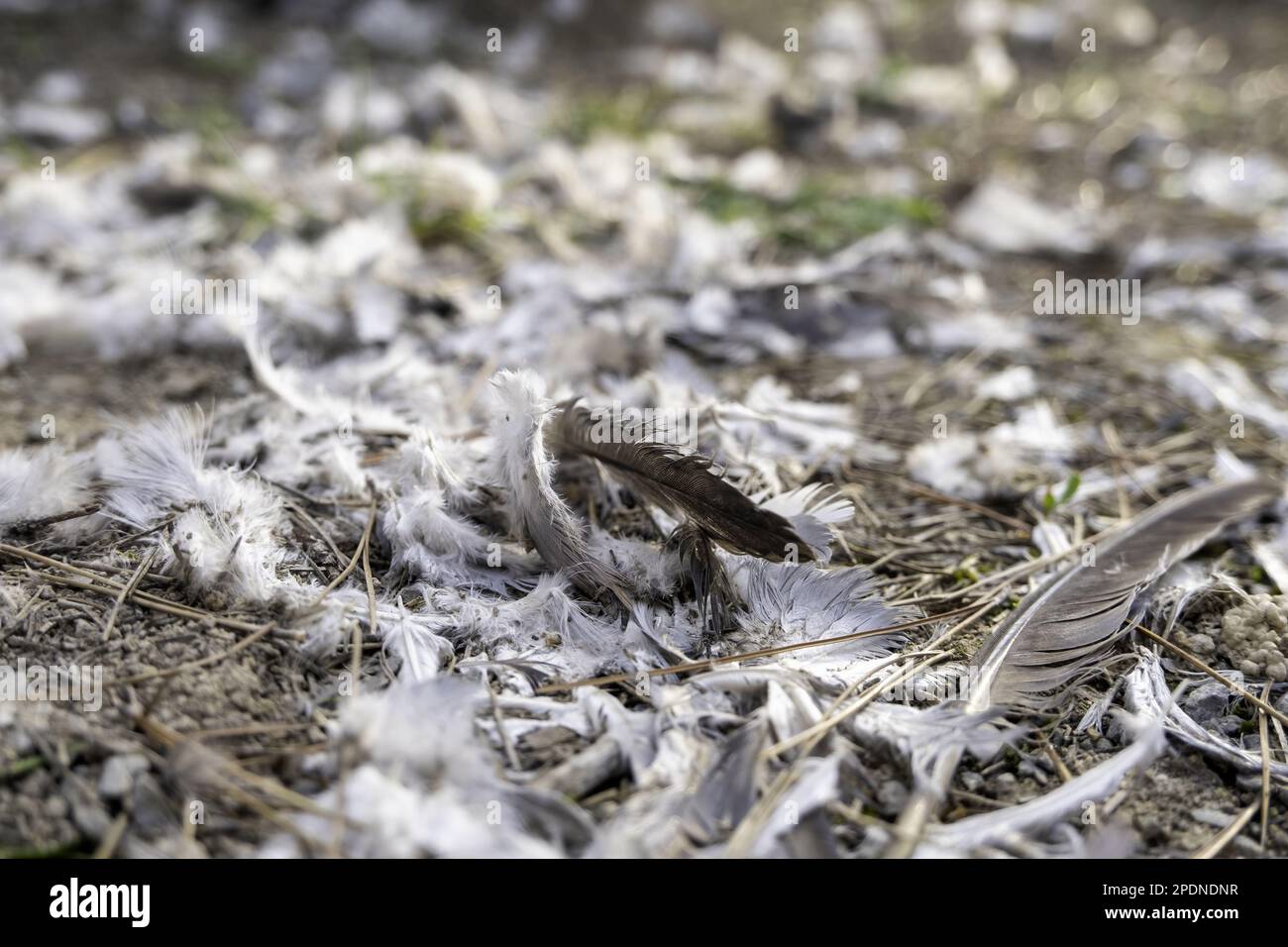 Detail of wild bird feathers in a forest, animal death Stock Photo - Alamy