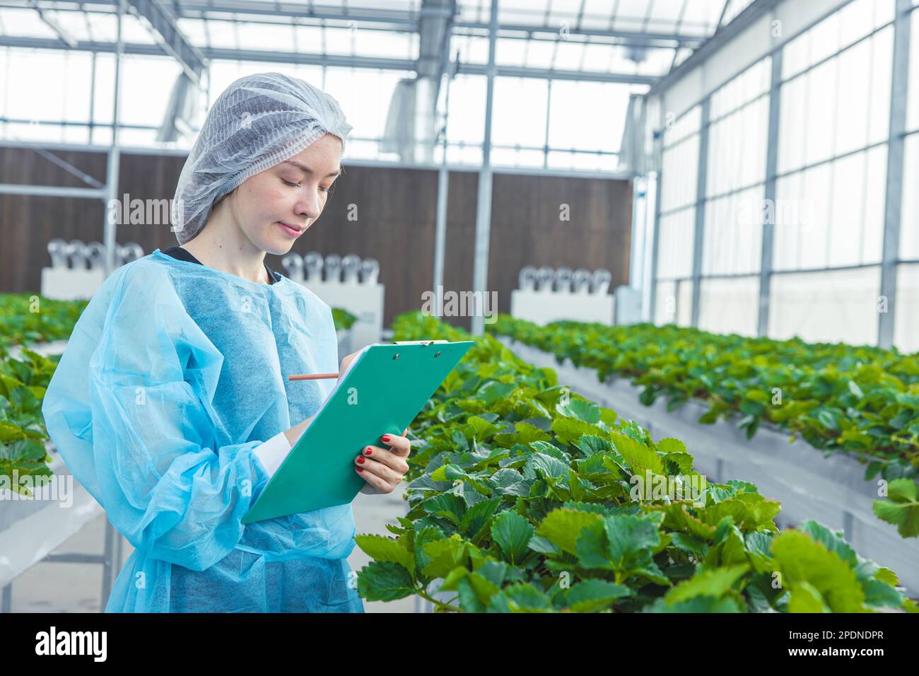 modern farmer planting strawberry farm in roof top greenhouse with ...