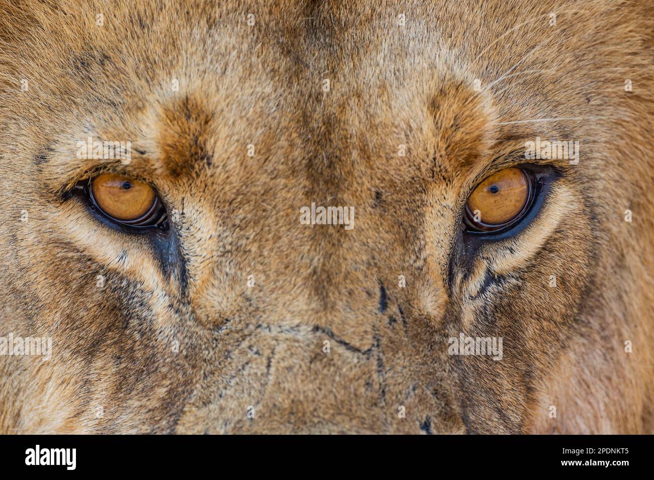 A close portrait of a large male Lion, Panthera Leo, eyes in hwange ...